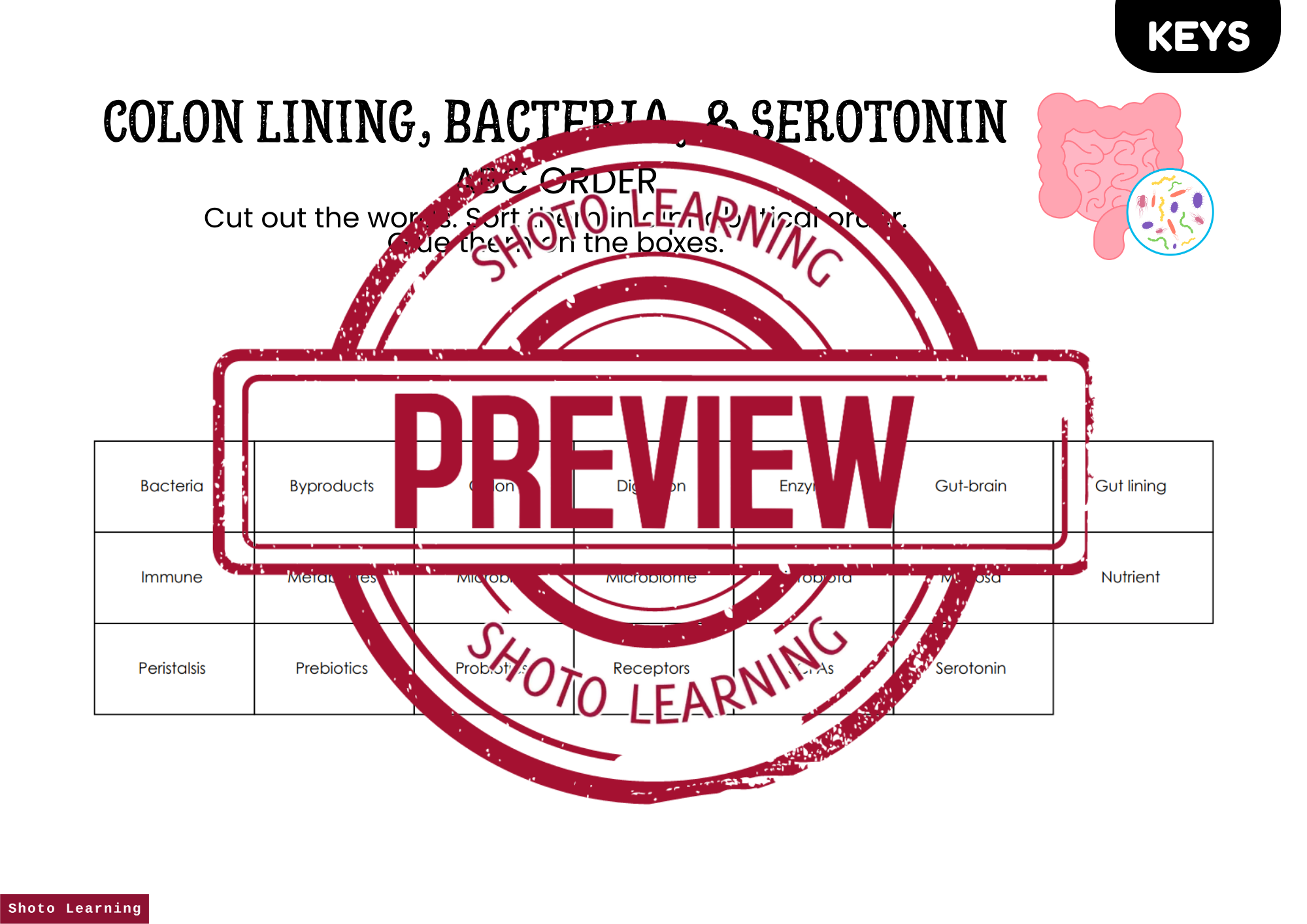 Gut Health Quest: Word Search - Colon, Bacteria, Serotonin — Shoto ...
