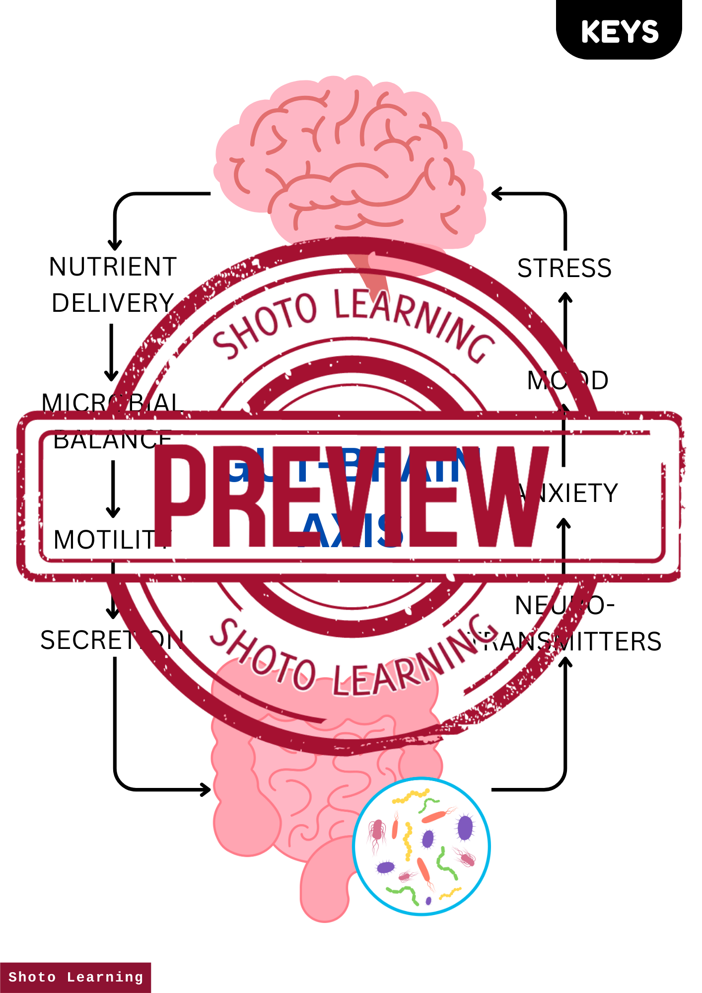 Gut Health Quest: Word Search - Colon, Bacteria, Serotonin — Shoto ...