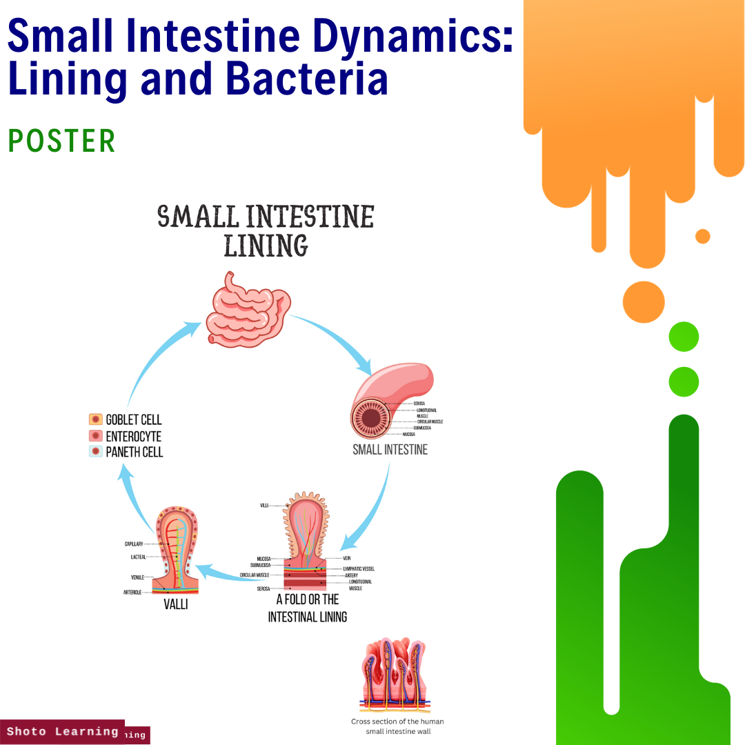 Journey Through the Small Intestine: Exploring the Valli and Lining ...