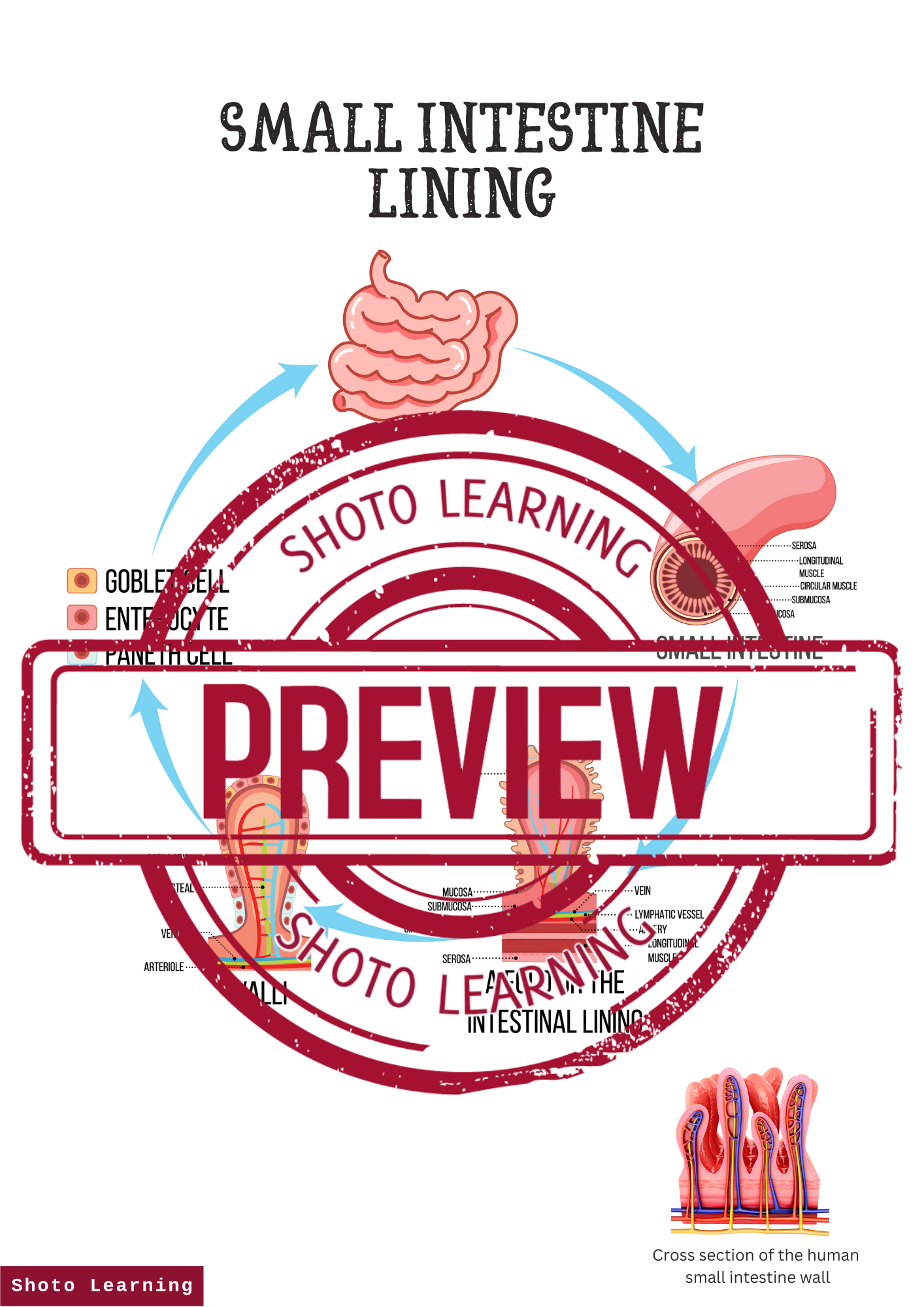 Journey Through the Small Intestine: Exploring the Valli and Lining ...