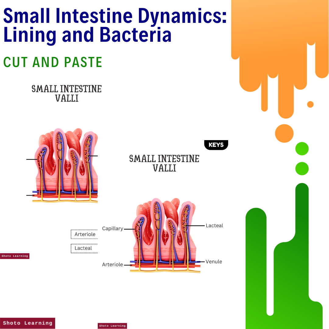 Newton's Laws of Motion: Free Poster for Exploring the Principles of ...