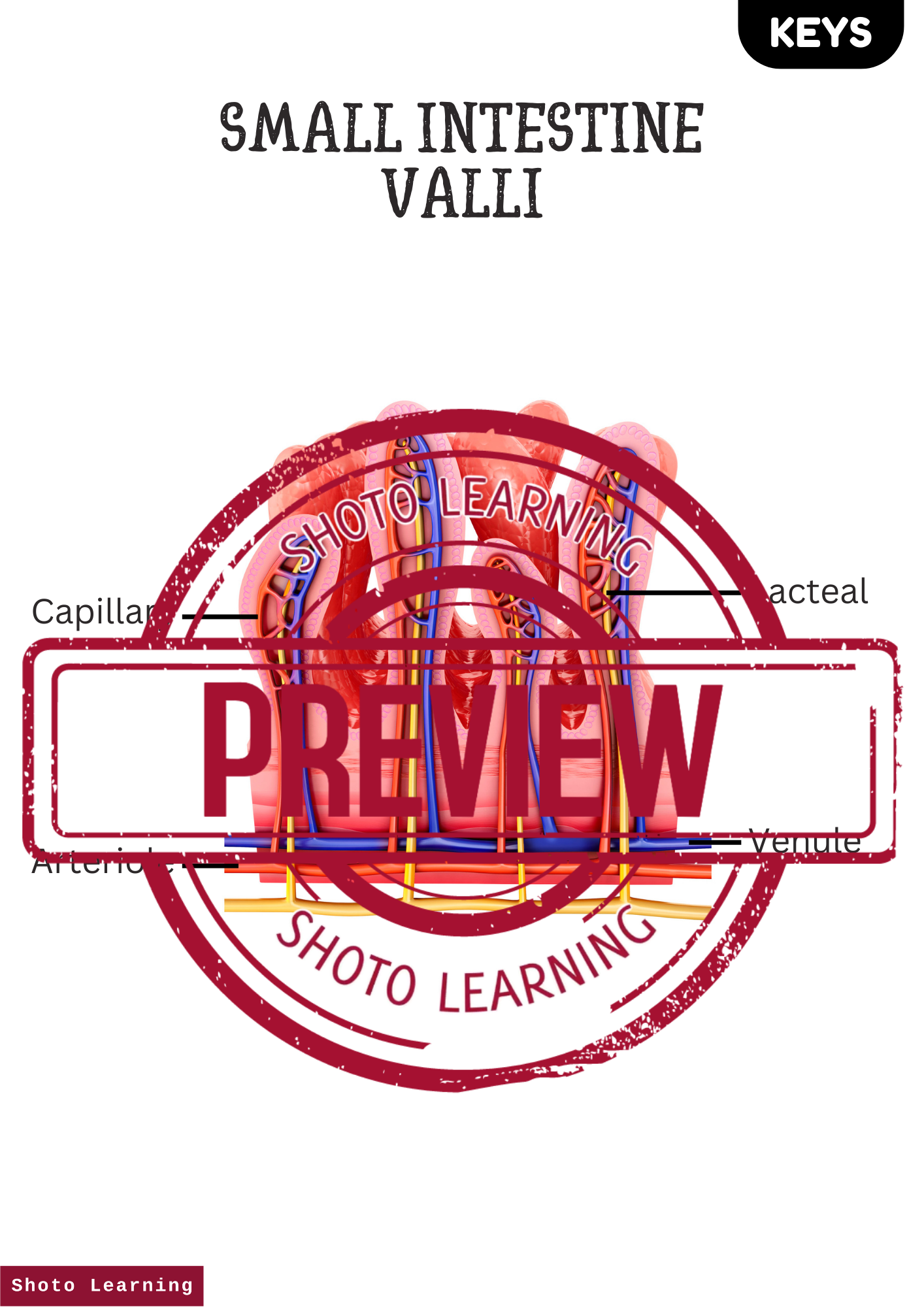 Newton's Laws of Motion: Free Poster for Exploring the Principles of ...