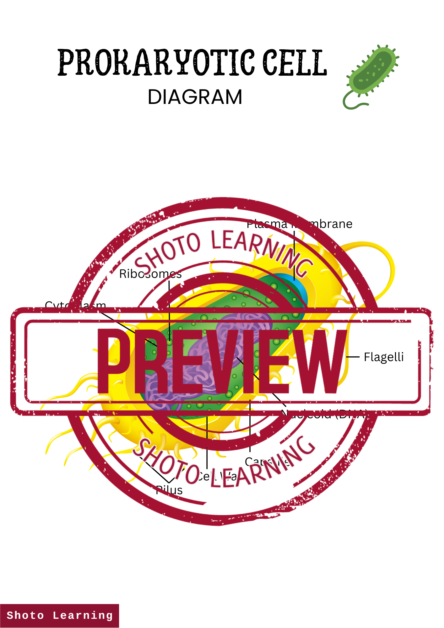 Exploring Prokaryotic Cells: ABC Order Worksheet — Shoto Learning ...