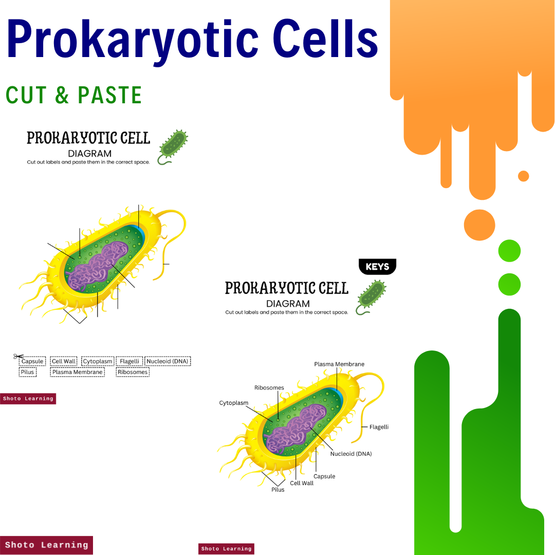 Exploring the Wonders of Biochemistry: Educational Poster — Shoto ...