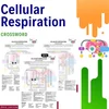 Cellular Respiration Assignment Pack – 10 Essential Questions