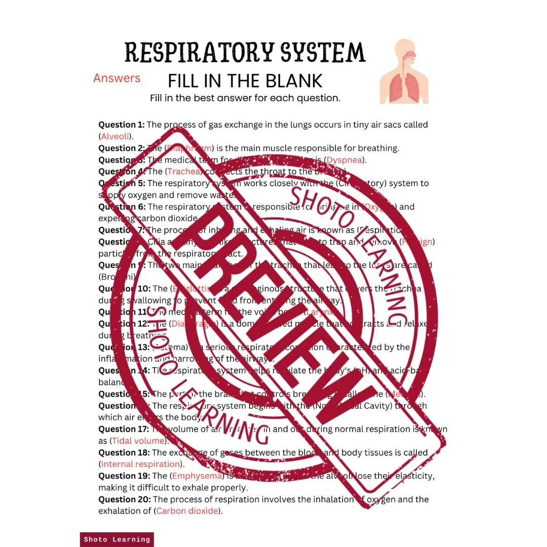 Respiratory System Poster: Learn Anatomy & Function | Free Download