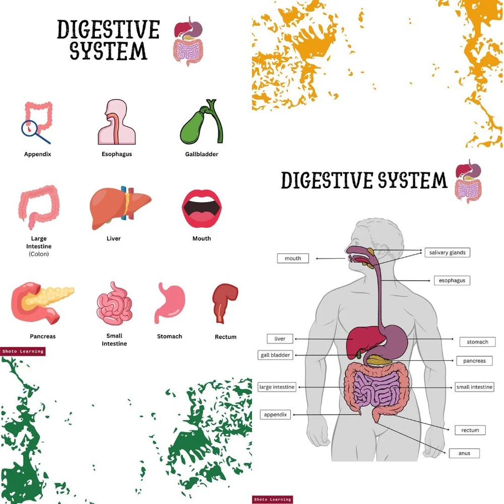 Digestive System ABC Order Worksheet for Kids | Fun & Educational