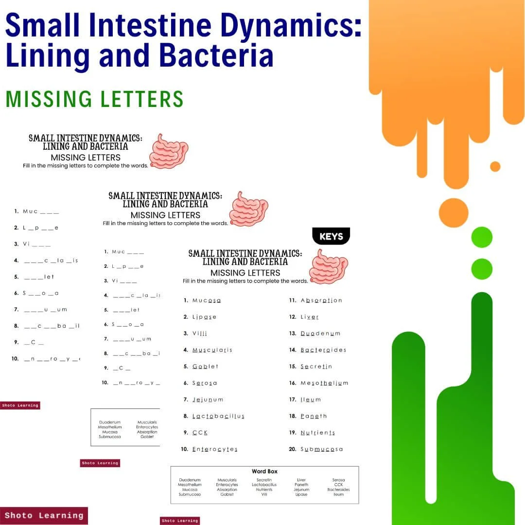 Small Intestine Worksheets: Anatomy & Bacteria Dynamics