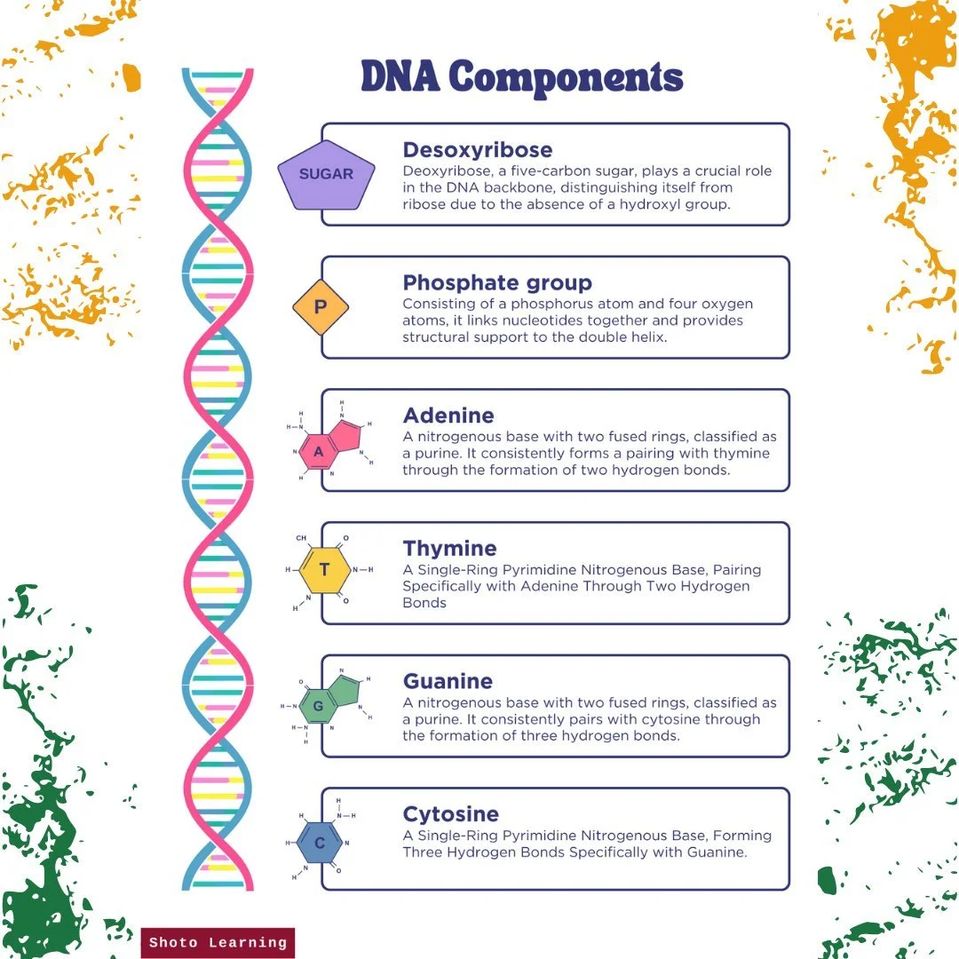 DNA Structure Worksheet: Engaging Exercises with Answers