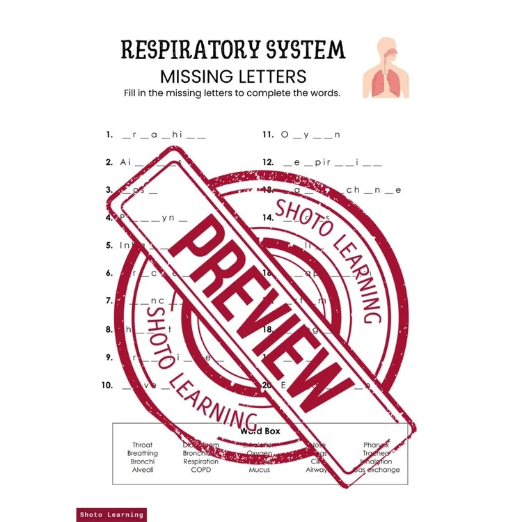 Respiratory System Poster: Learn Anatomy & Function | Free Download