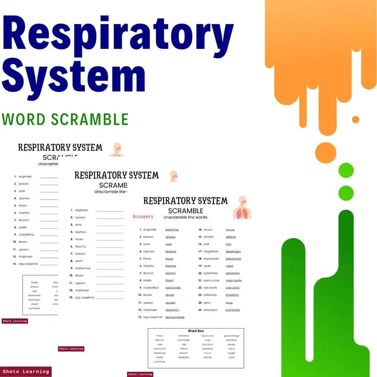 Respiratory System Diagram: Fill in the Blanks and Learn