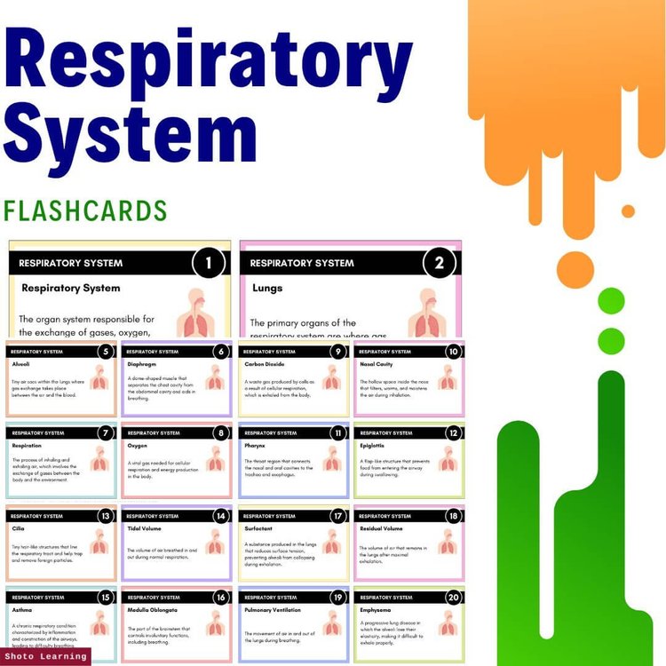 Respiratory System Diagram: Fill in the Blanks and Learn
