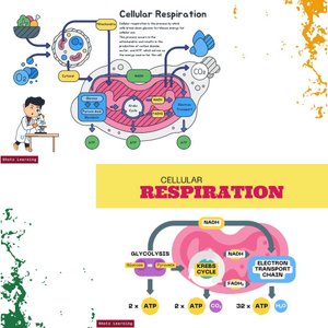 Cellular Respiration Label Worksheet | Word Box & Answer Key