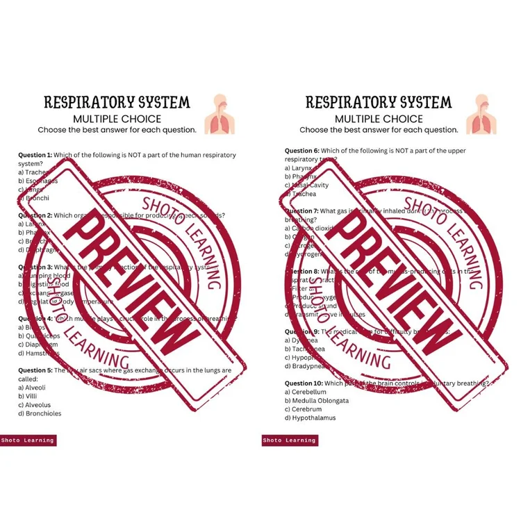 Respiratory System Poster: Learn Anatomy & Function | Free Download