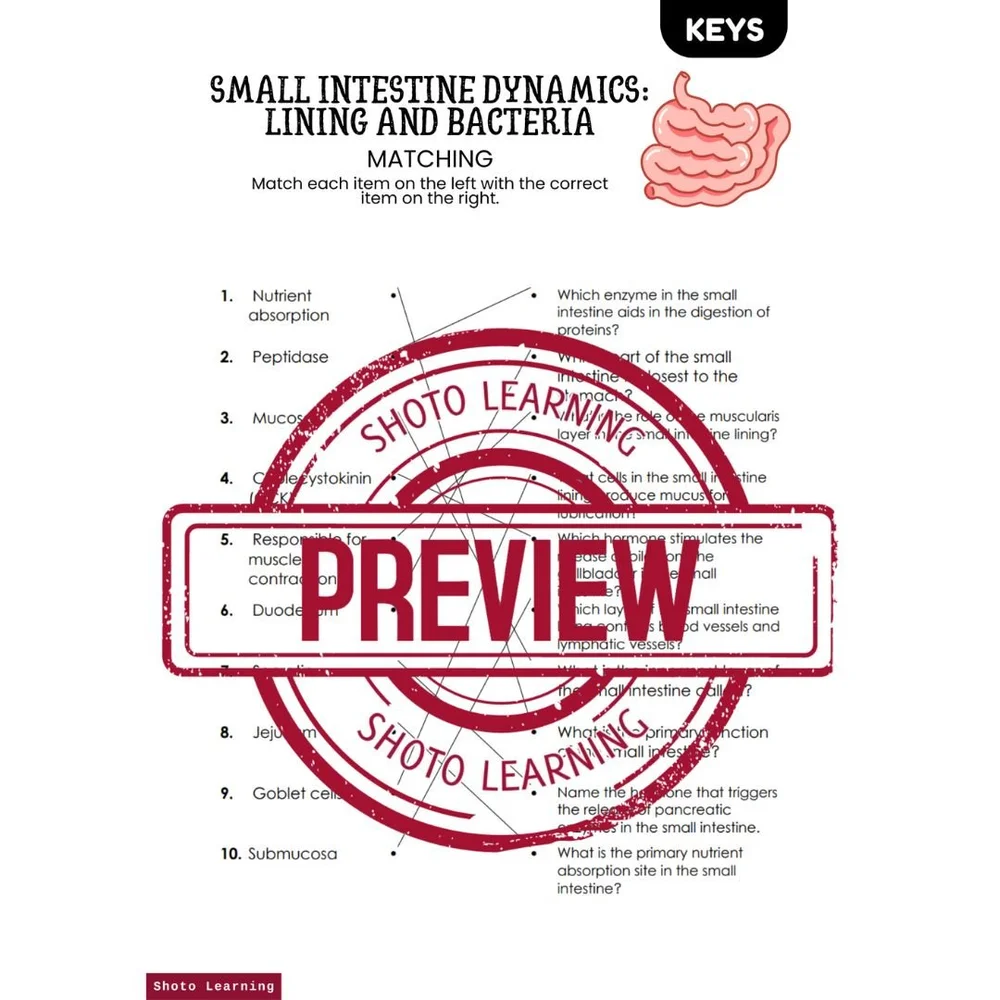 Small Intestine Word Search: Lining & Bacteria Puzzle