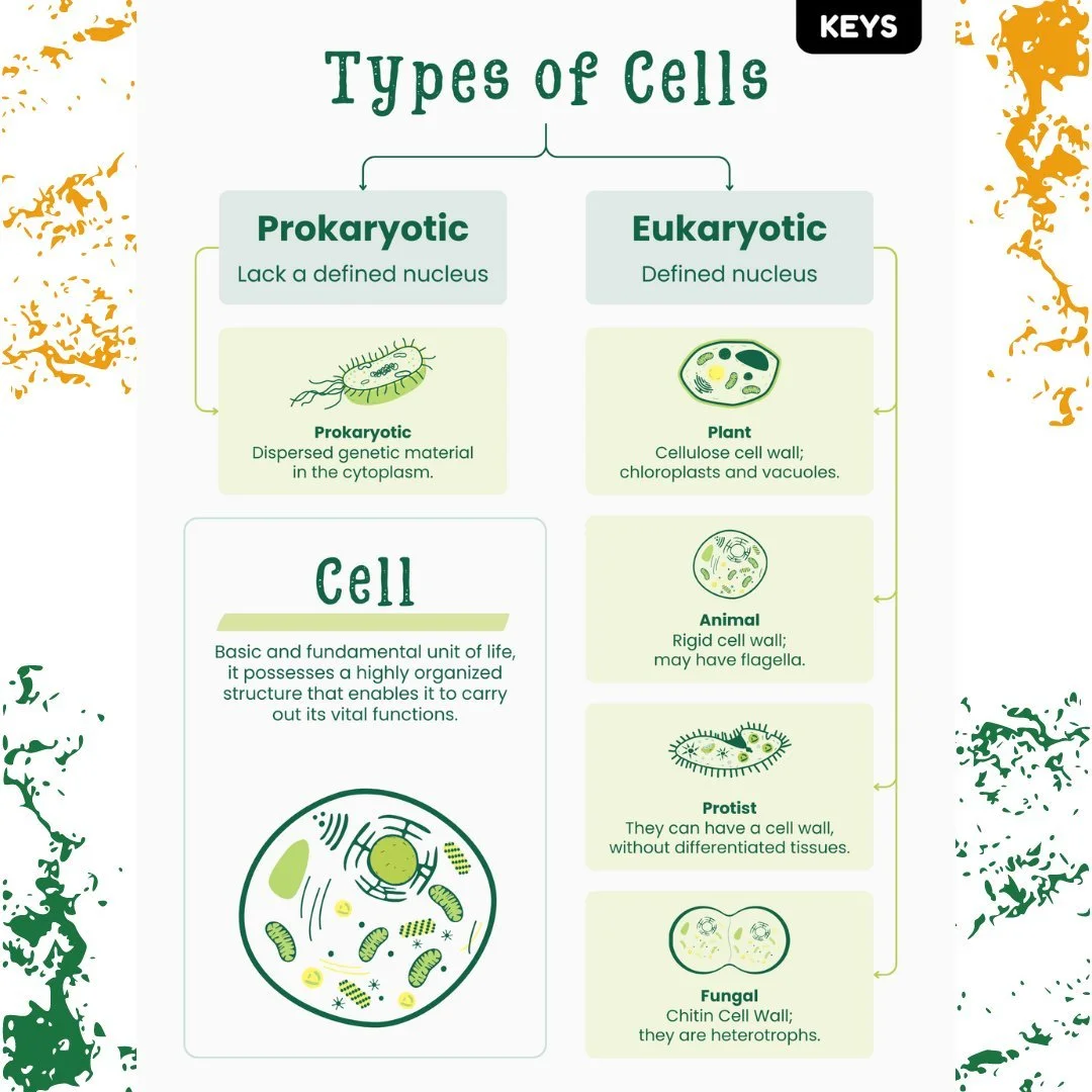 Prokaryotic And Eukaryotic Cells Worksheet Prokaryotic Vs. Eukaryotic