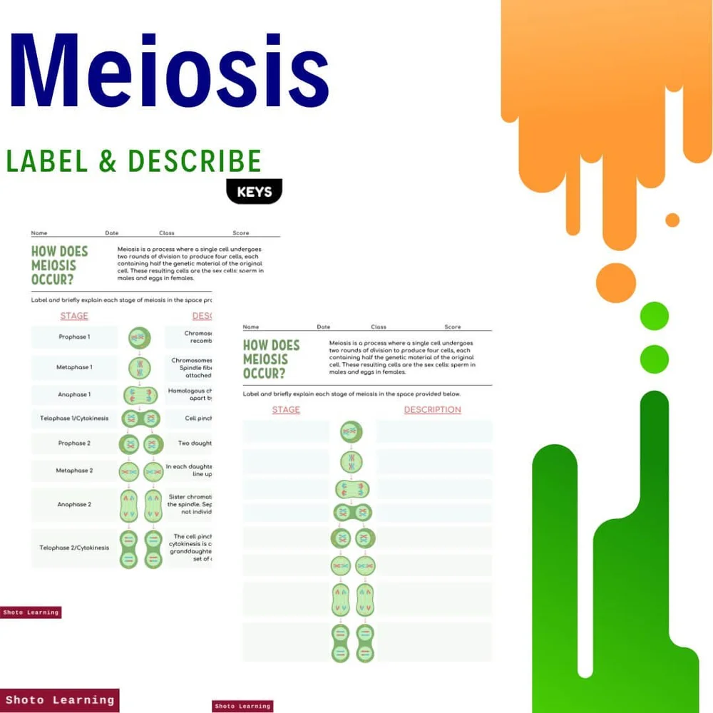 Meiosis Worksheet with 5 Questions & Answers | Study Biology Easily