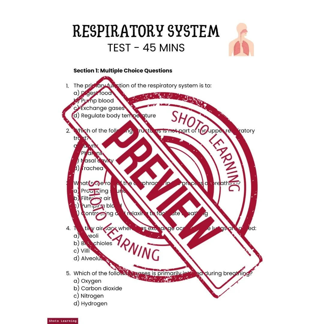 Respiratory System Diagram: Fill in the Blanks and Learn