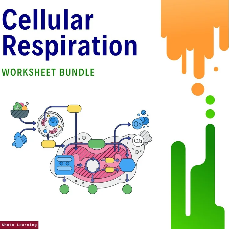 Cellular Respiration Worksheet with Word Box | Grades 6-12
