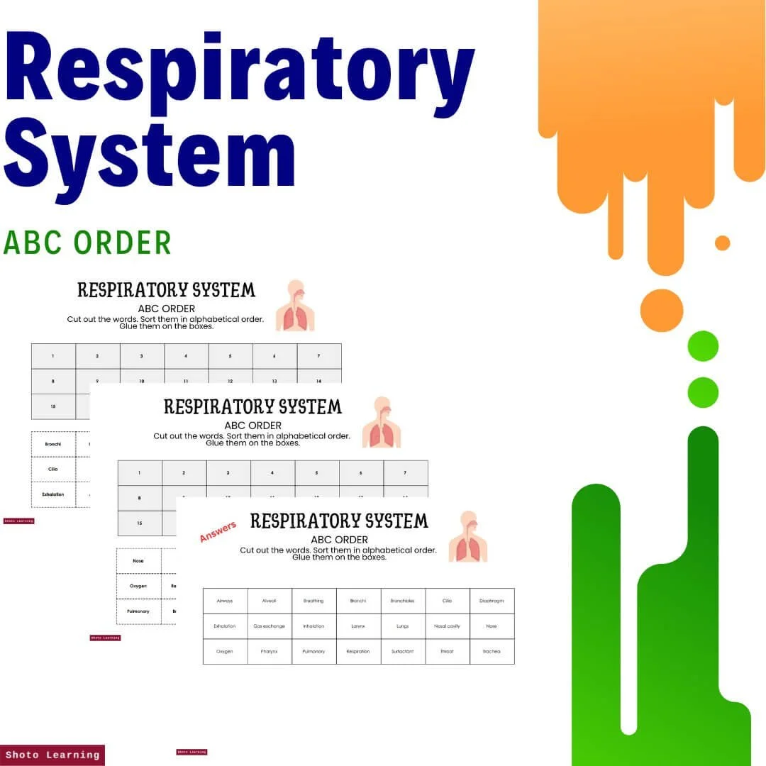 Respiratory System ABC Order: Learn and Practice