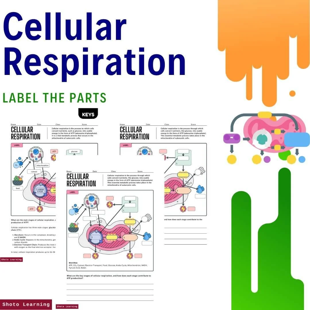 Engage Students with Our Cellular Respiration Word Search Puzzle
