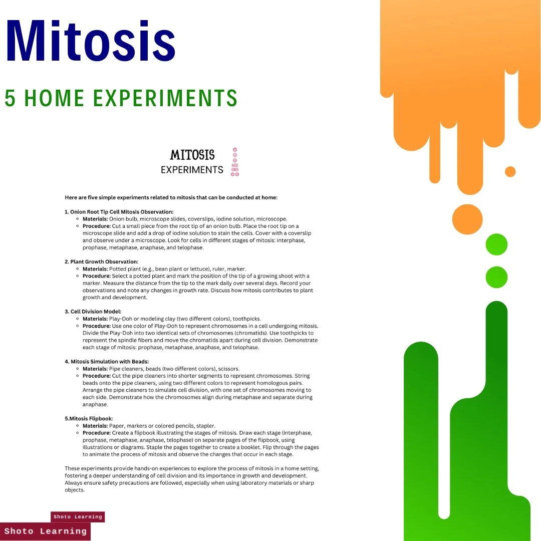 Unveiling Mitosis Poster - Educational Cell Division Chart