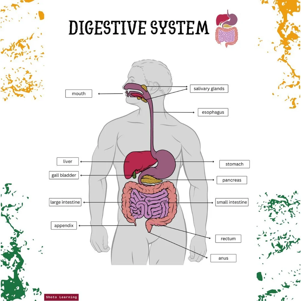 Digestive System Science Activity Bundle: Word Games & Puzzles