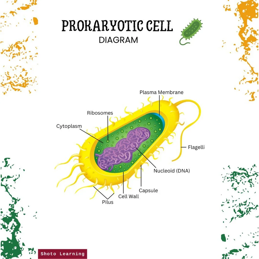 Prokaryotic Cell Q&A Mastery: 20 Questions & Answers