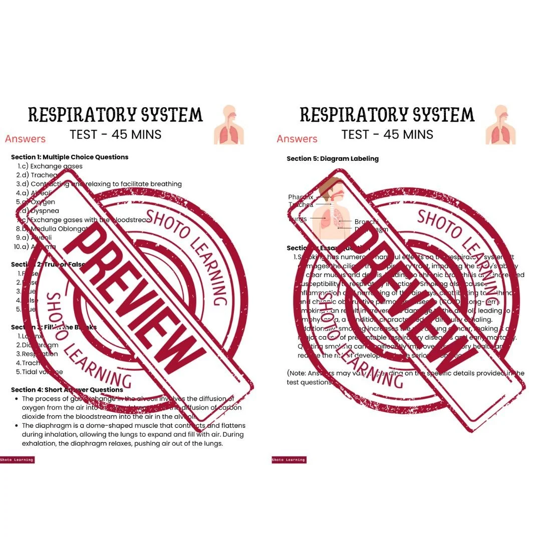 Respiratory System Matching Worksheet: A Match Made in Lungs