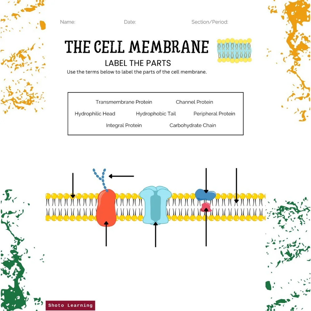 Cell Membrane Missing Letter Worksheet | Fun Biology Learning