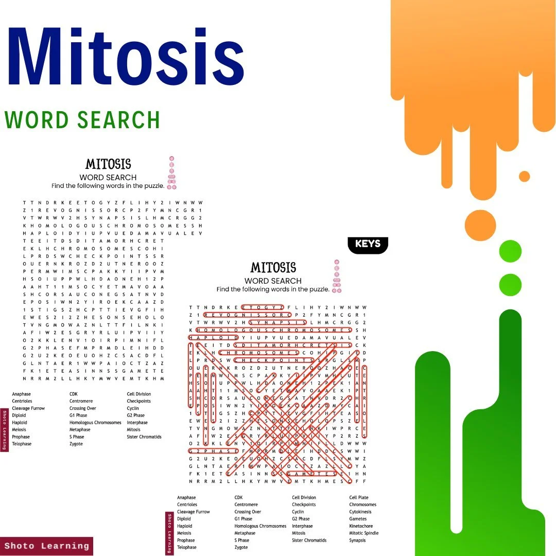 Mitosis Matching Mastery: 3 Engaging Worksheets in PDF