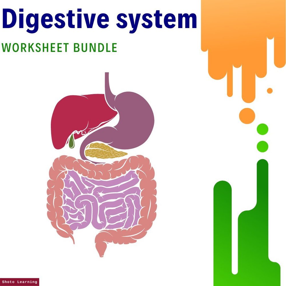 Digestive System PowerPoint: Learn How Food is Digested