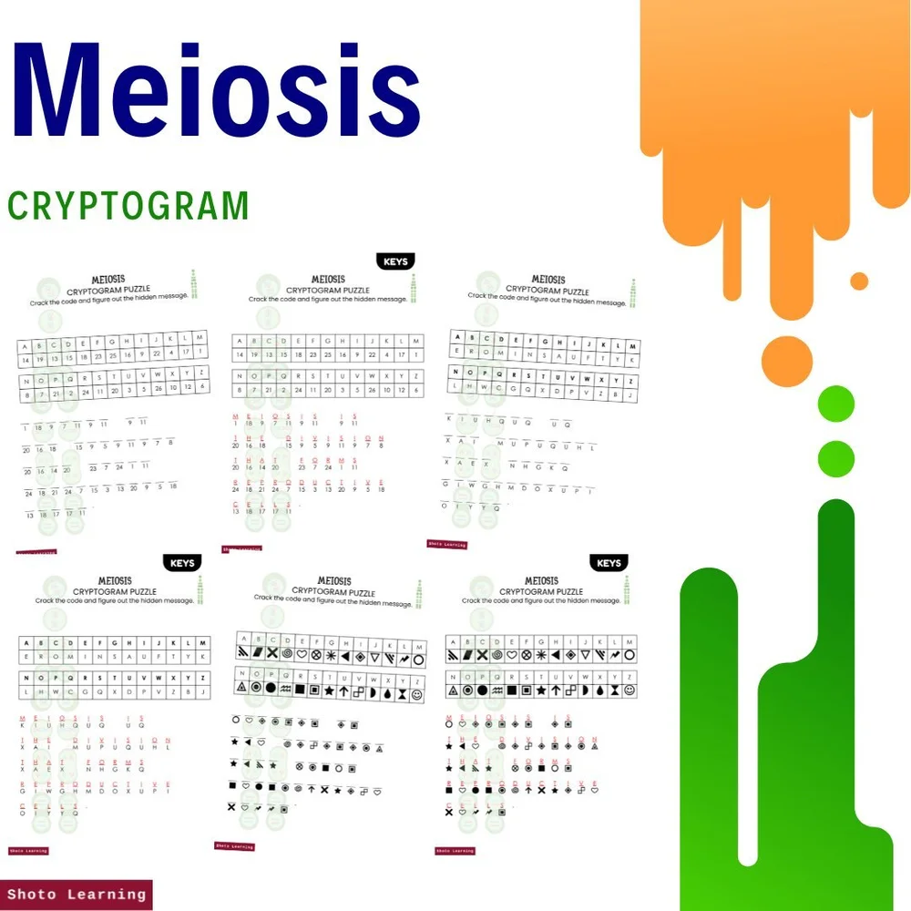 Meiosis Process Poster – Visual Cell Division Guide | PDF Download