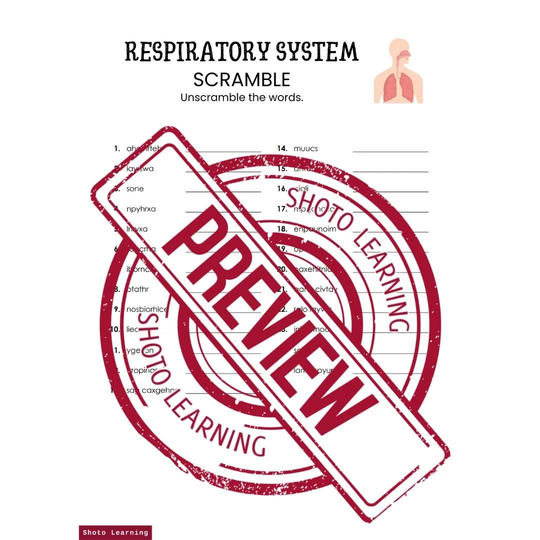 Respiratory System Matching Worksheet: A Match Made in Lungs