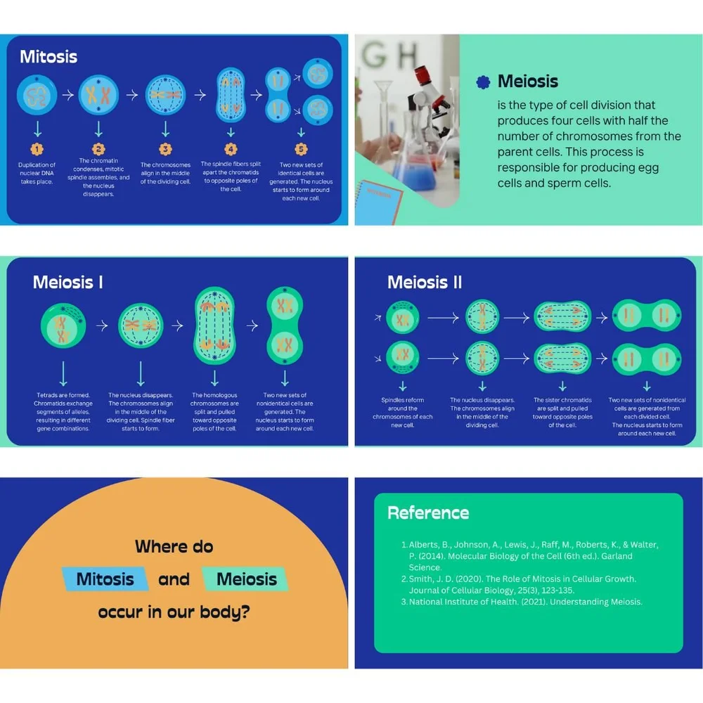 Cell Division Worksheets: Mitosis & Meiosis Vocabulary Challenge