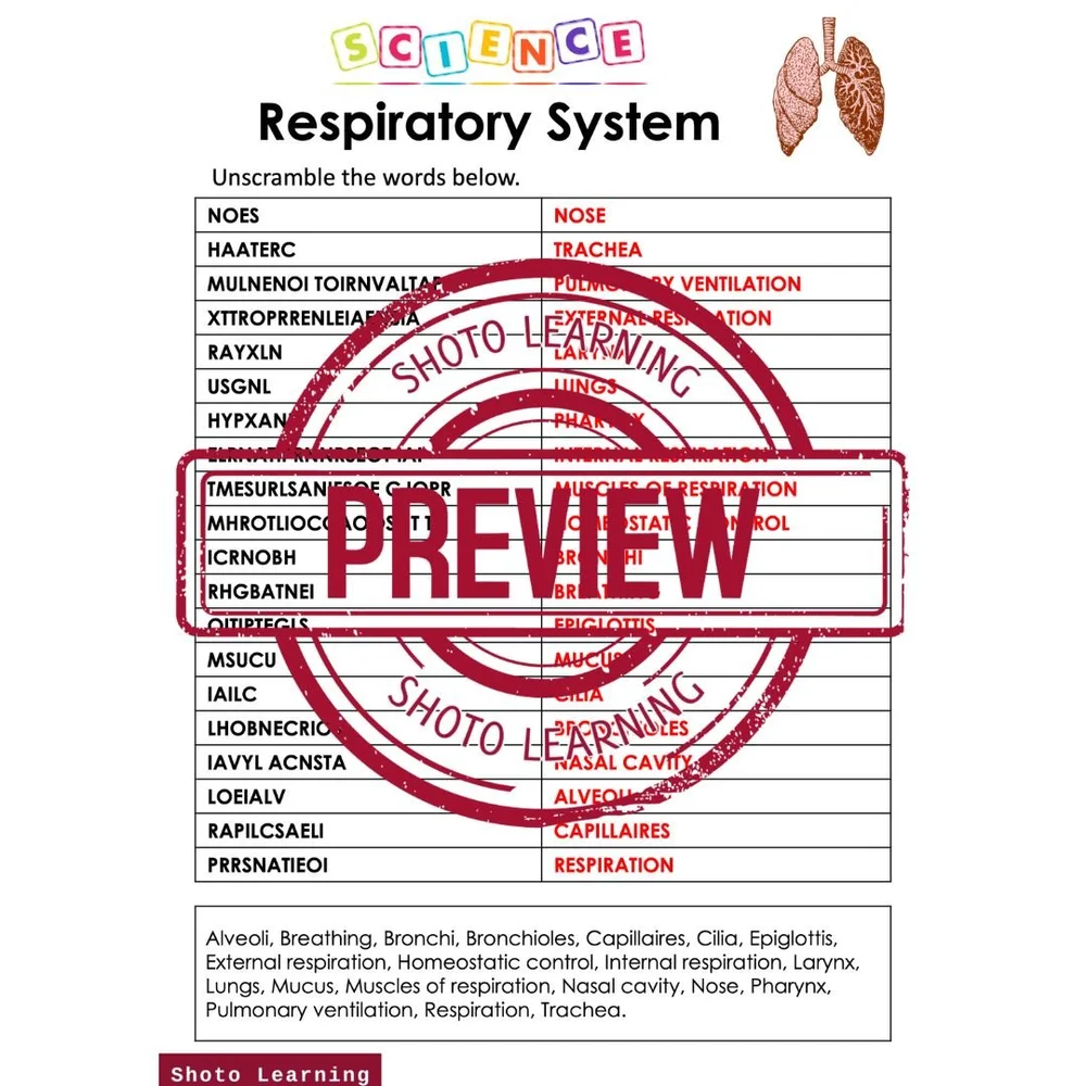 Respiratory System Poster: Learn Anatomy & Function | Free Download