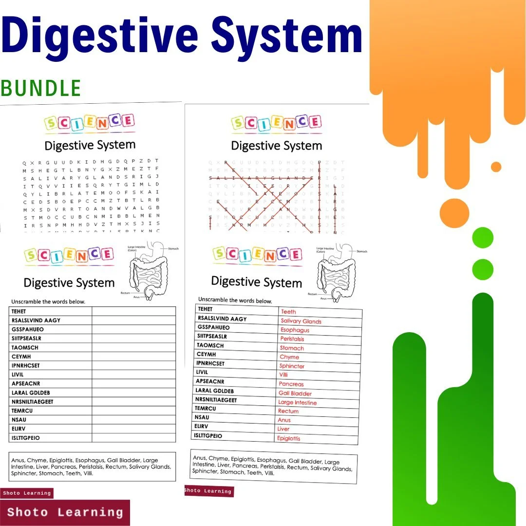 Digestive System Vocabulary Scramble Activity Worksheet