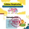 Cellular Respiration Label Worksheet | Word Box & Answer Key
