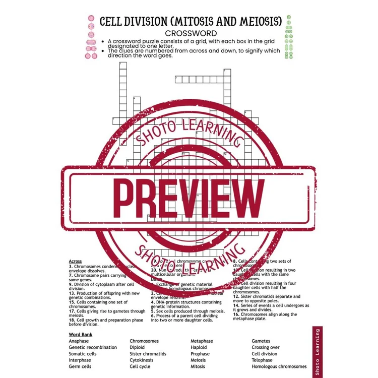 Mitosis vs Meiosis Poster: Visual Guide to Cell Division