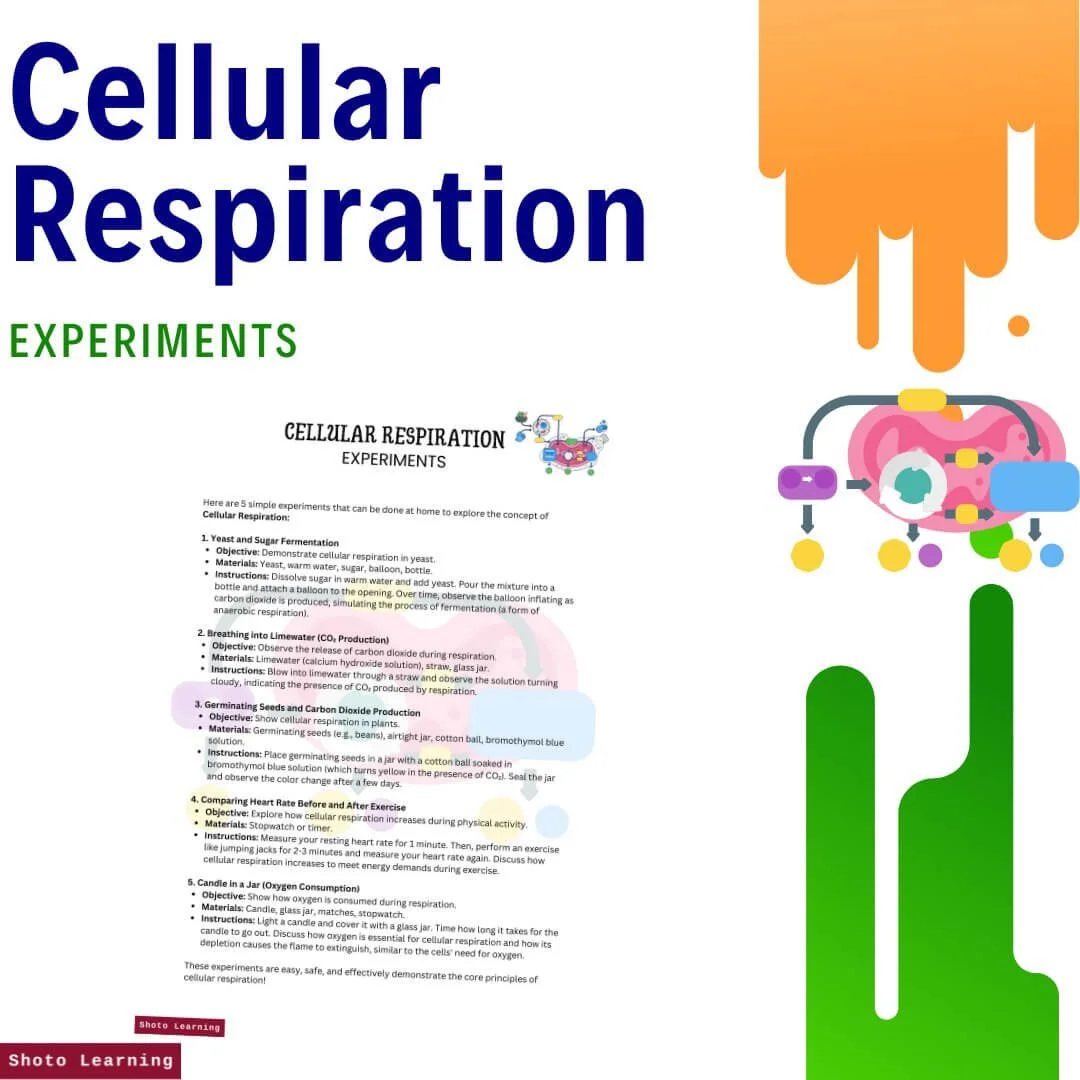 Cellular Respiration Matching Worksheets – 20 Questions & Answer Key