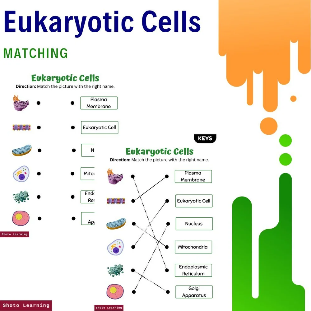 Eukaryotic Cells Poster - Animal & Plant Cell Structures
