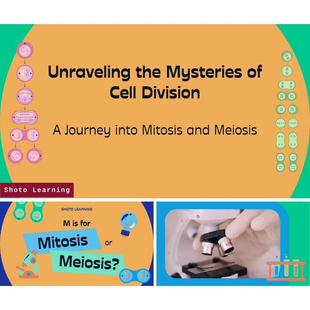 Cell Division Worksheets: Mitosis & Meiosis Vocabulary Challenge