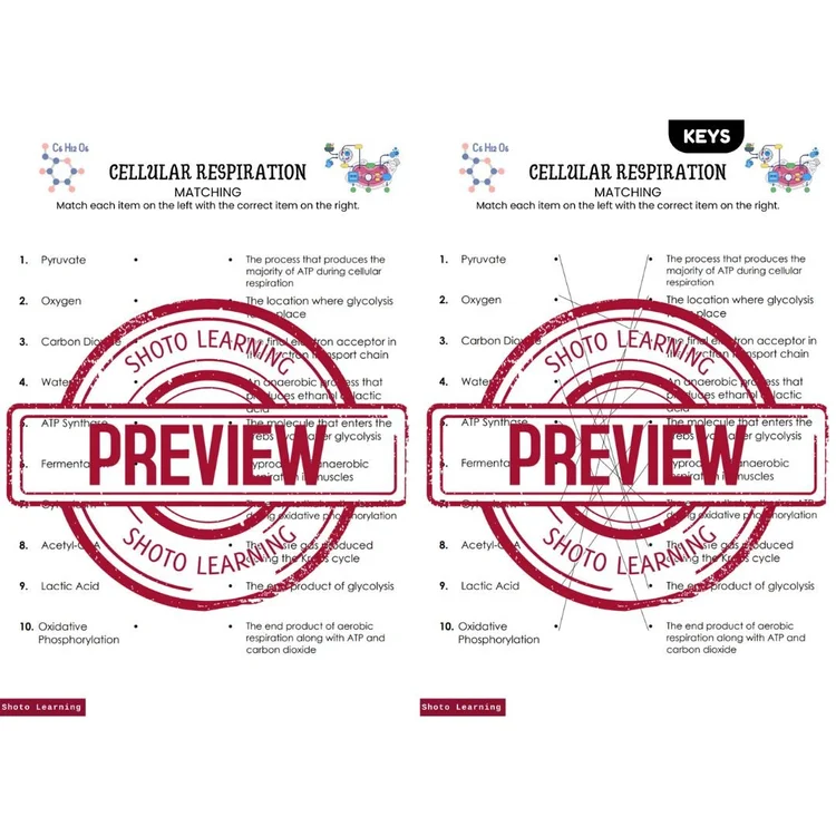 Cellular Respiration ABC Order Worksheets – 21 Key Terms & Answer Key