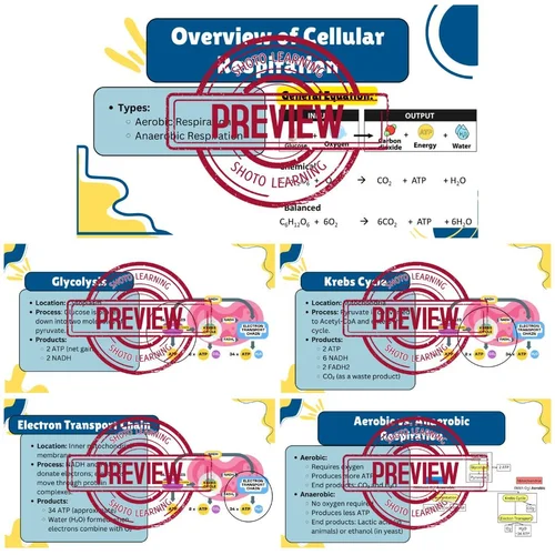 Cellular Respiration Label Worksheet | Word Box & Answer Key