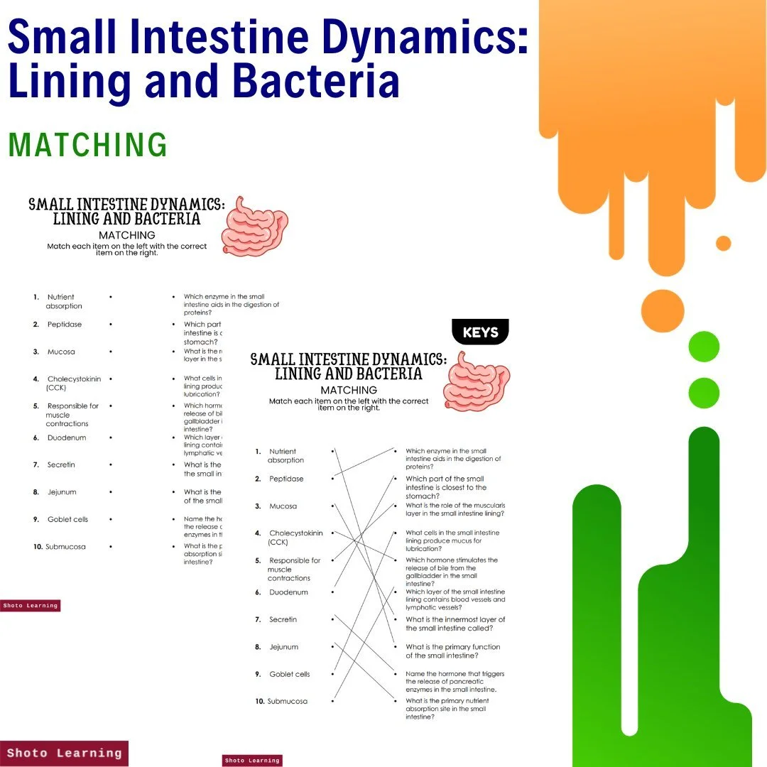 Small Intestine Word Search: Lining & Bacteria Puzzle