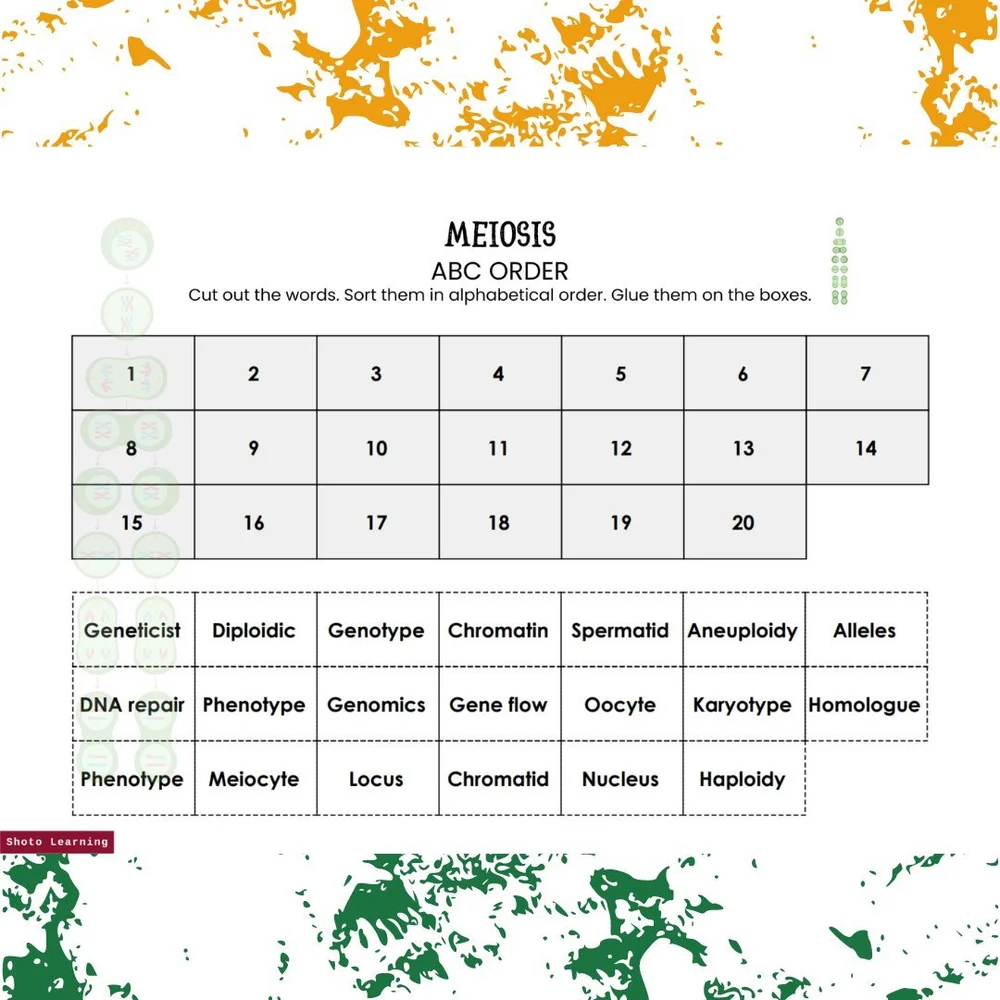 Interactive Meiosis Game Worksheet Bundle | Fun Learning Tools