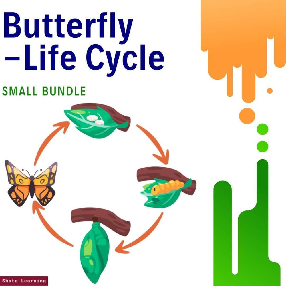 Butterfly Life Cycle Word Search Worksheets for Kids