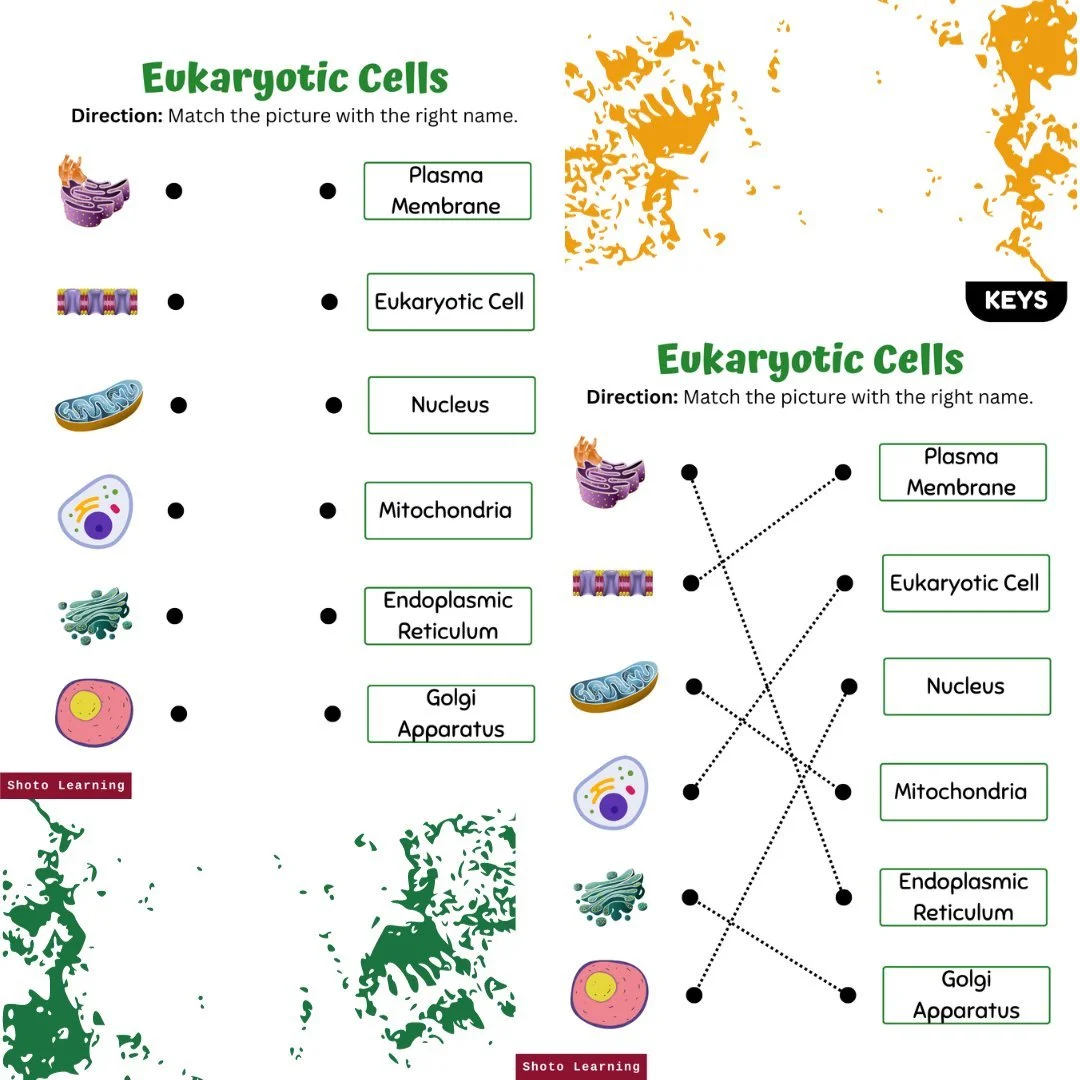 Eukaryotic Cell Matching Worksheet – Organelles & Functions