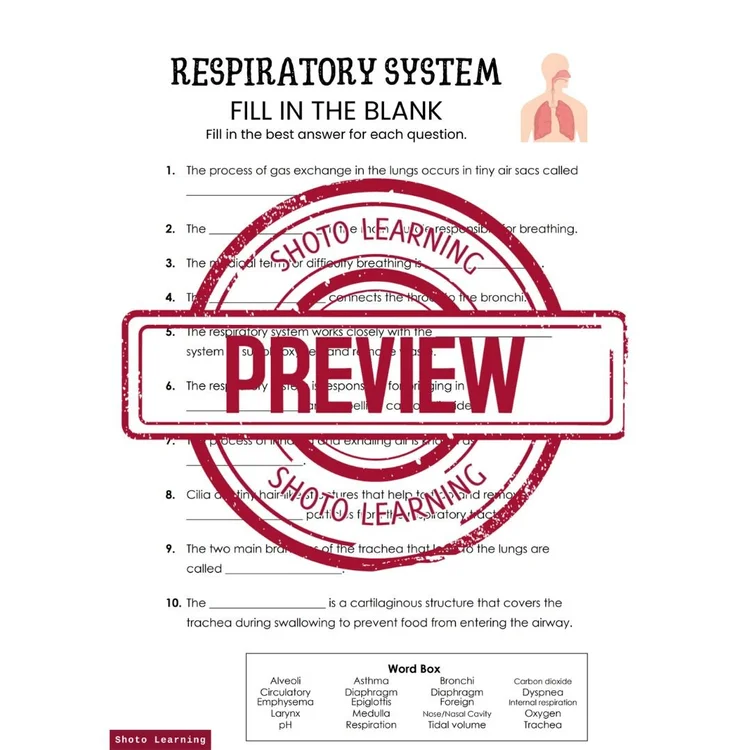 Respiratory System Poster: Learn Anatomy & Function | Free Download