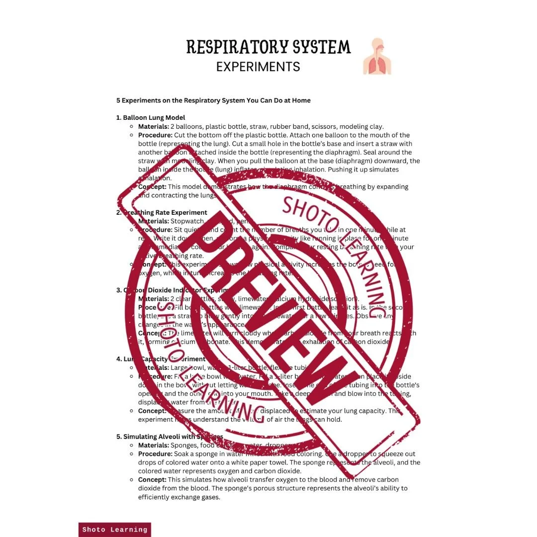 Respiratory System Diagram: Fill in the Blanks and Learn